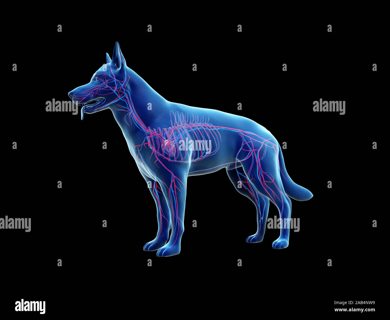 Dog vascular system hi-res stock photography and images - Alamy