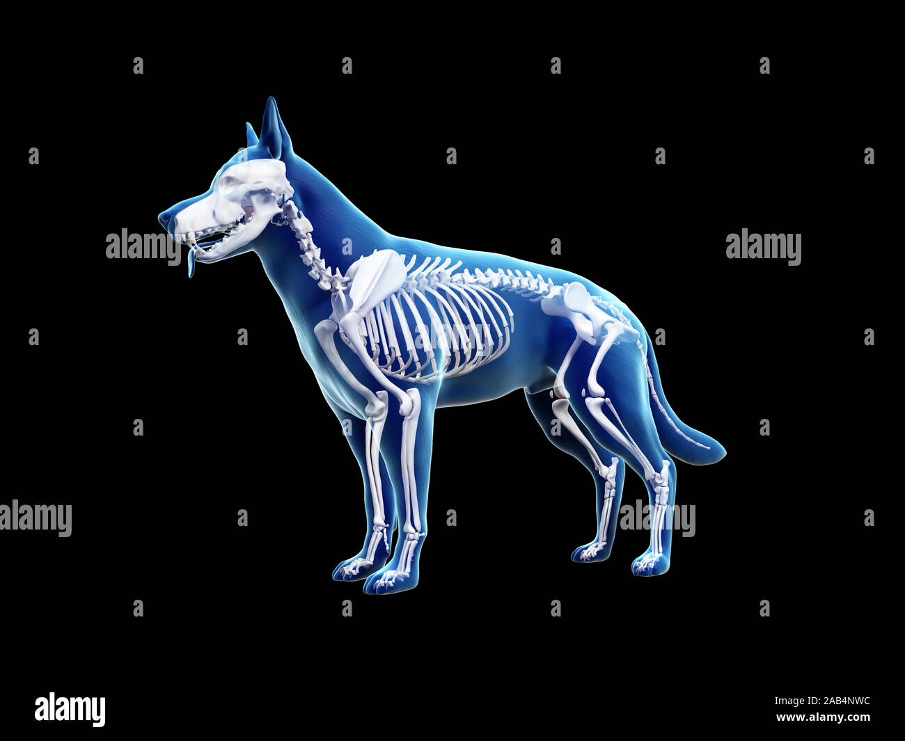 3d rendered anatomy illustration of the canine skeleton Stock Photo - Alamy