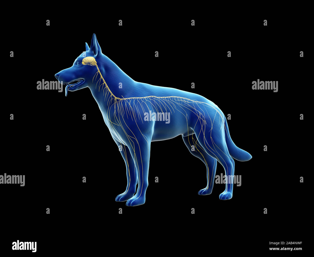 Canine brain anatomy hi-res stock photography and images - Alamy