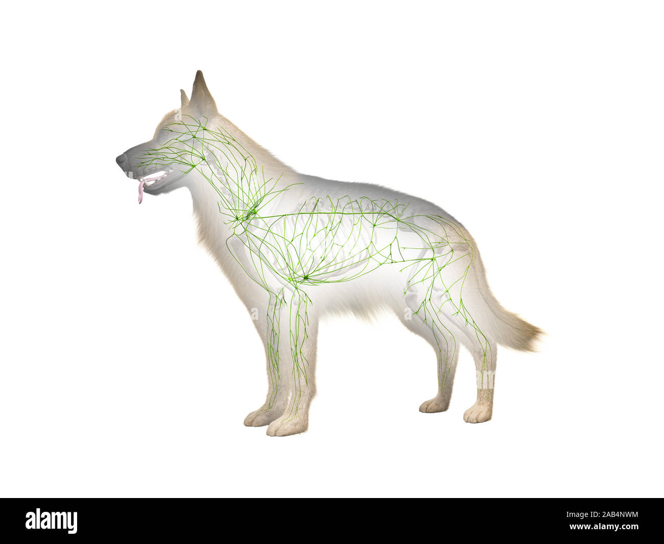 3d rendered anatomy illustration of the canine lymphatic system Stock ...