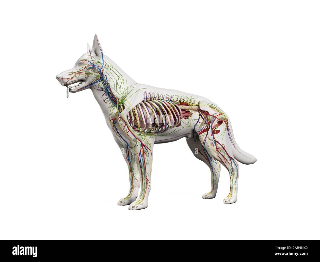 3d rendered anatomy illustration of the canine anatomy Stock Photo - Alamy