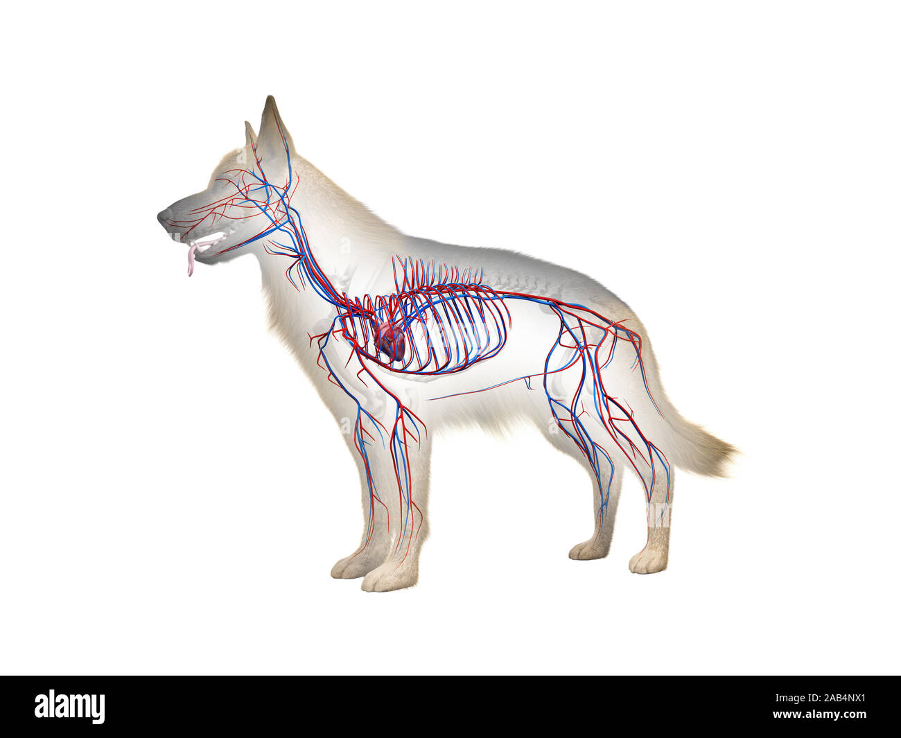 Vascular system illustration dog Cut Out Stock Images & Pictures - Alamy