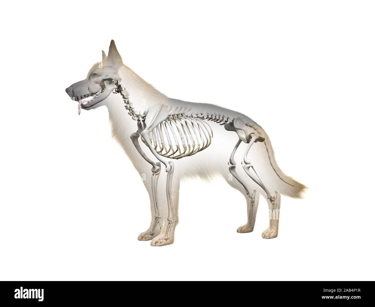 3d rendered anatomy illustration of the canine skeleton Stock Photo - Alamy