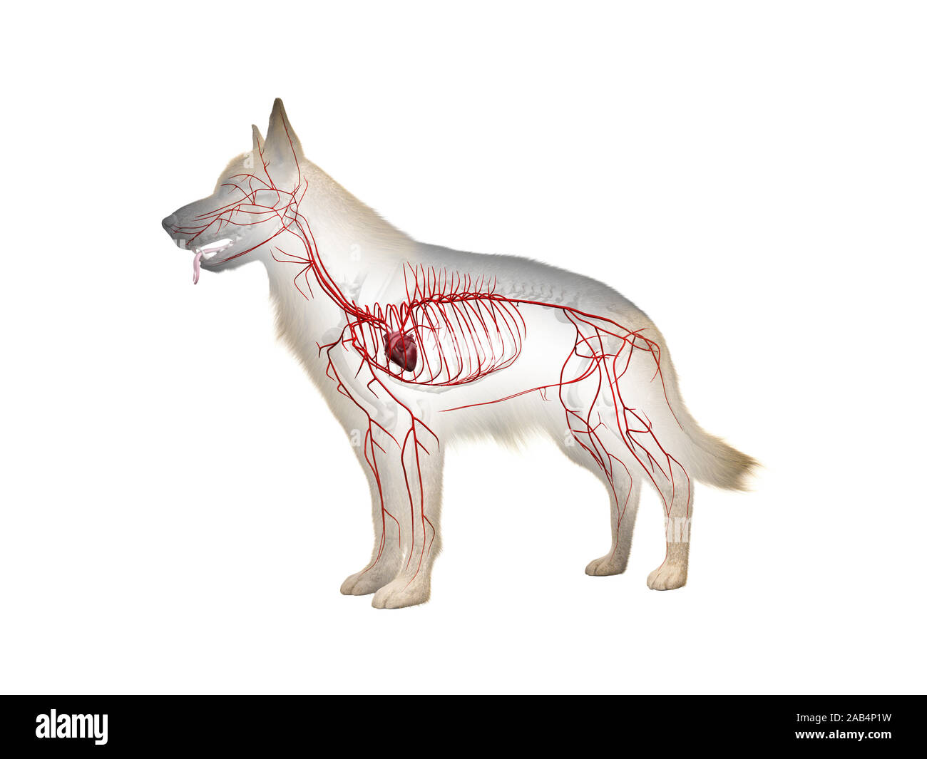 Structure of the arteries hi-res stock photography and images - Alamy