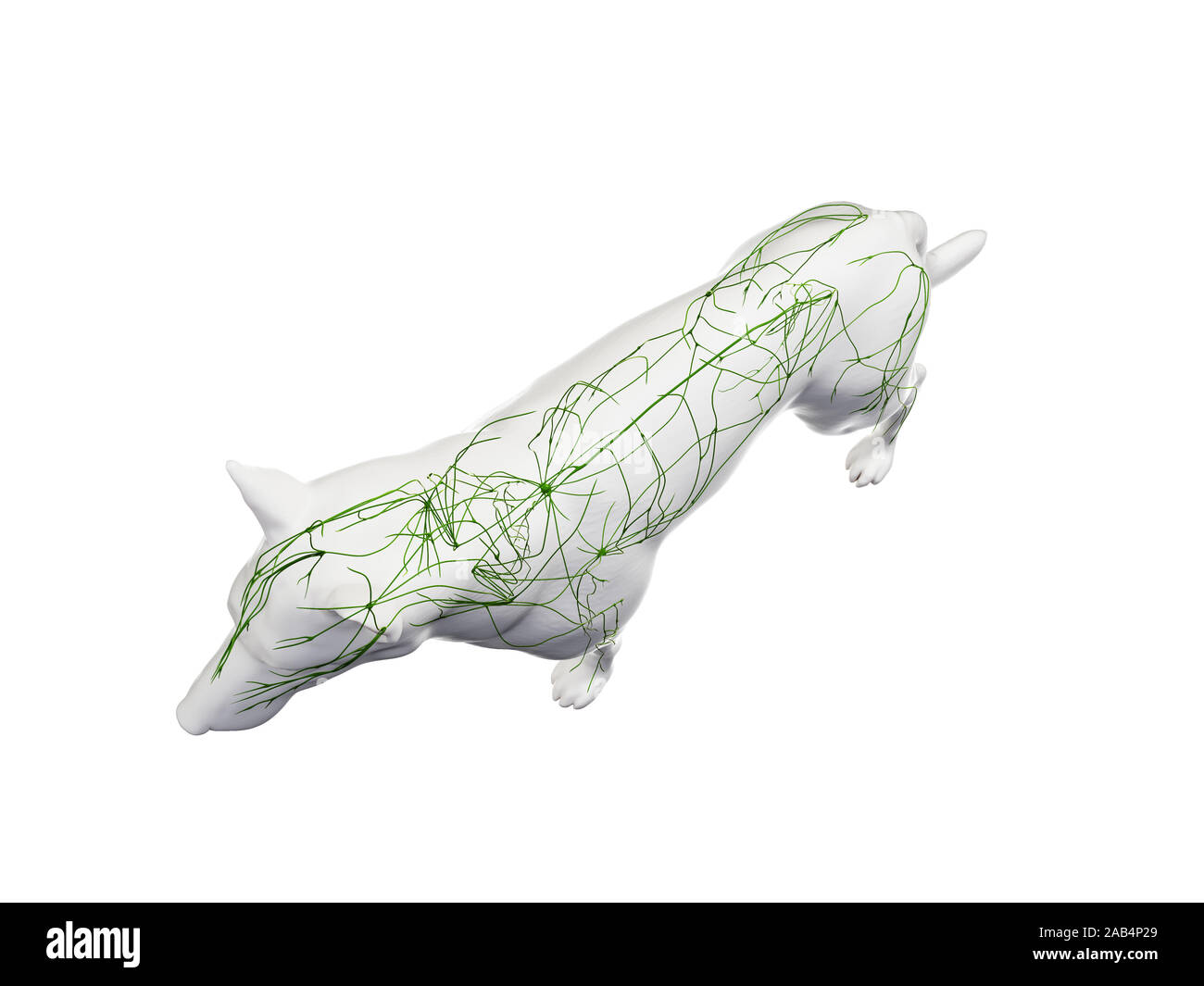 3d rendered anatomy illustration of the canine lymphatic system Stock ...