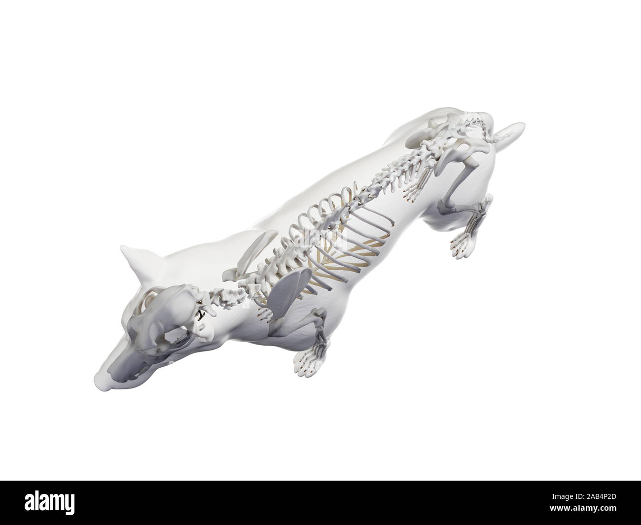 Dog anatomy body Cut Out Stock Images & Pictures - Alamy
