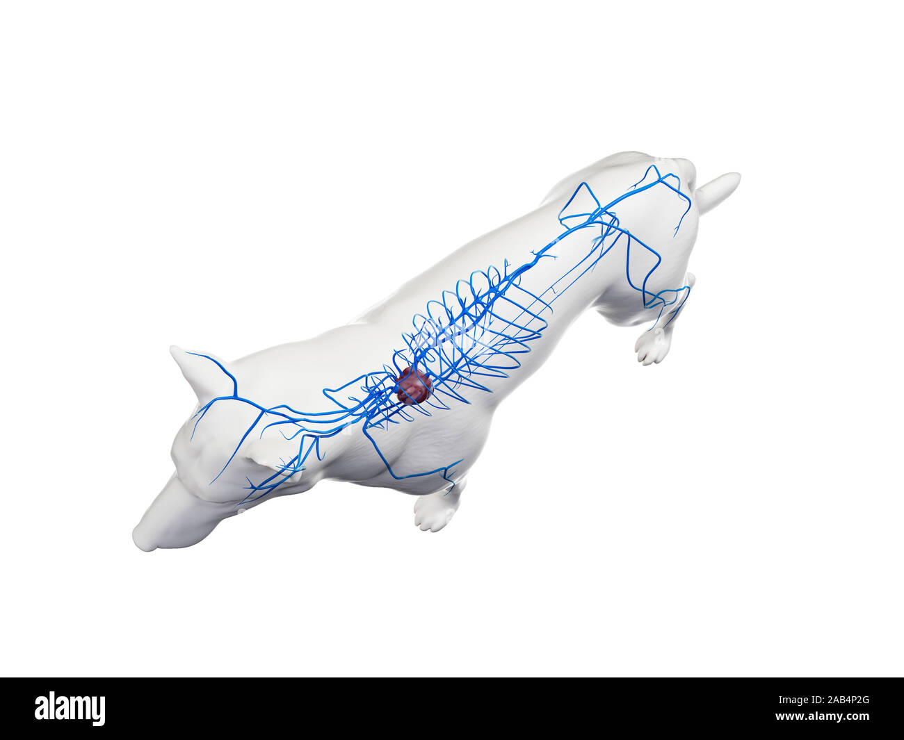 3d rendered anatomy illustration of the canine veins Stock Photo - Alamy