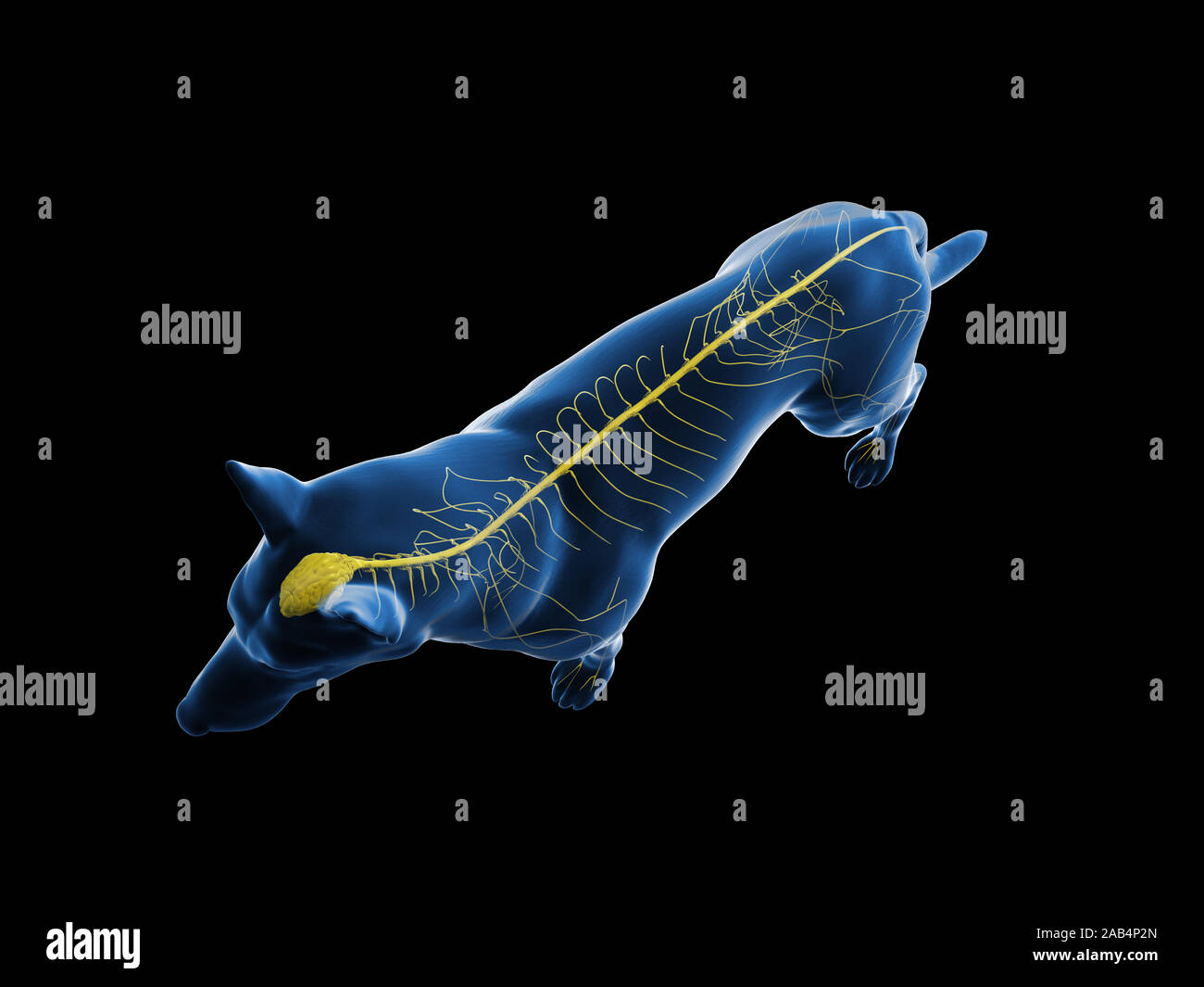Mammal nervous system anatomy hi-res stock photography and images - Alamy