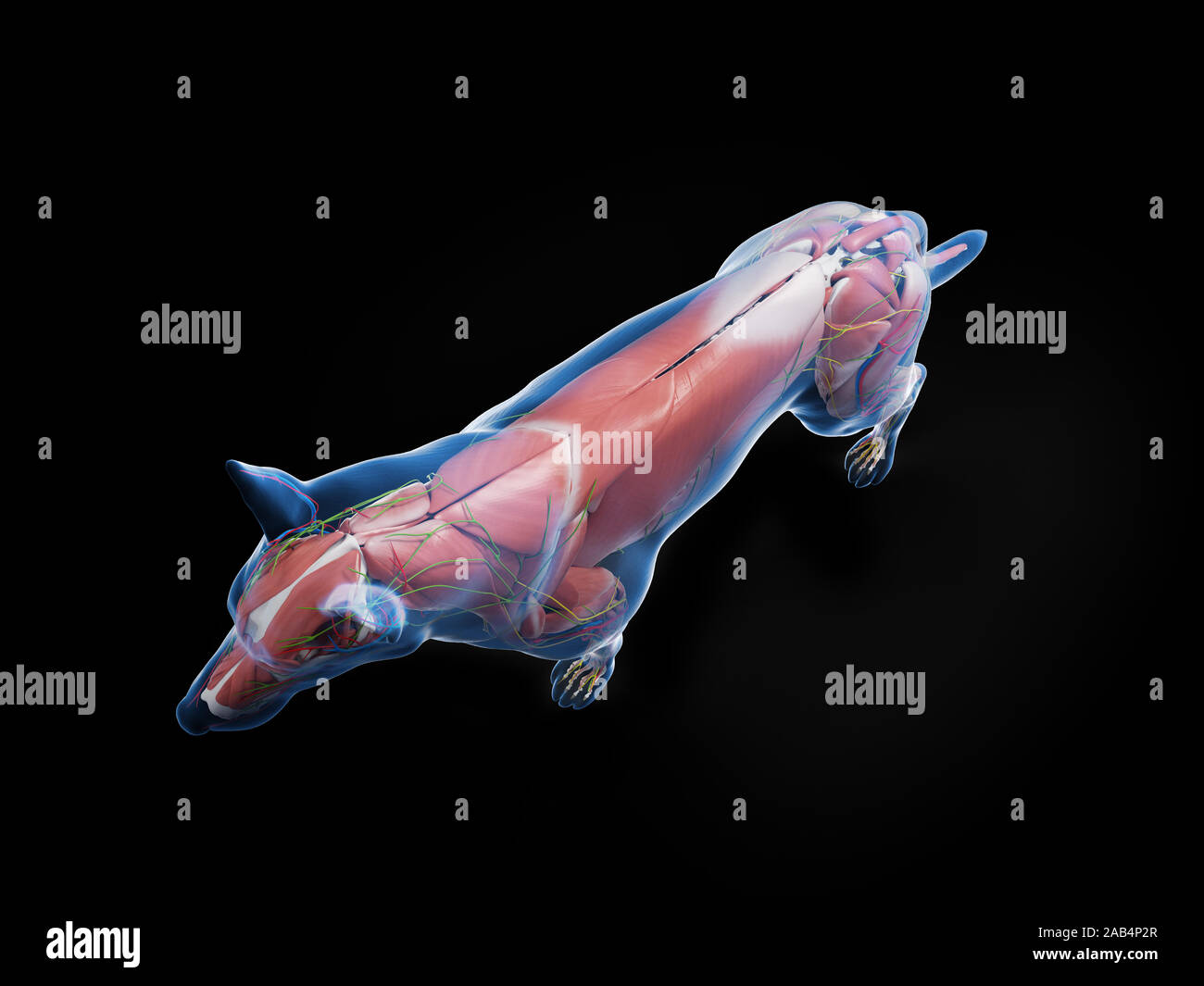 3d rendered anatomy illustration of the canine anatomy Stock Photo - Alamy