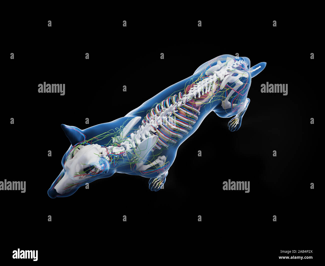 3d rendered anatomy illustration of the canine anatomy Stock Photo - Alamy