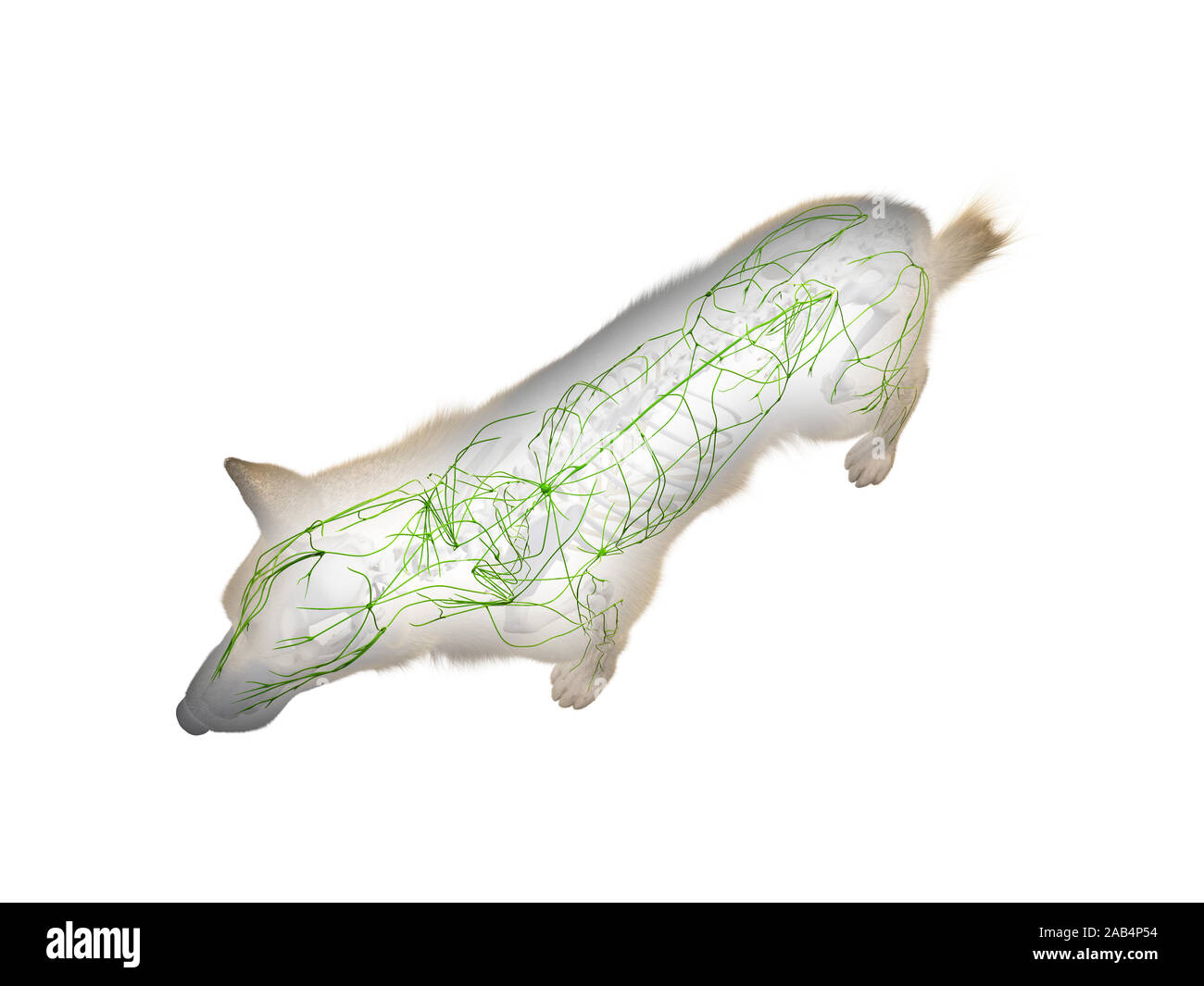 3d rendered anatomy illustration of the canine lymphatic system Stock ...