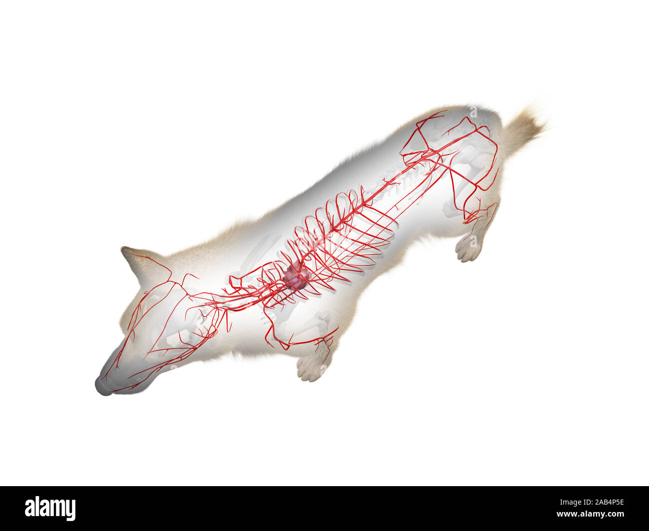 3d rendered anatomy illustration of the canine arteries Stock Photo - Alamy