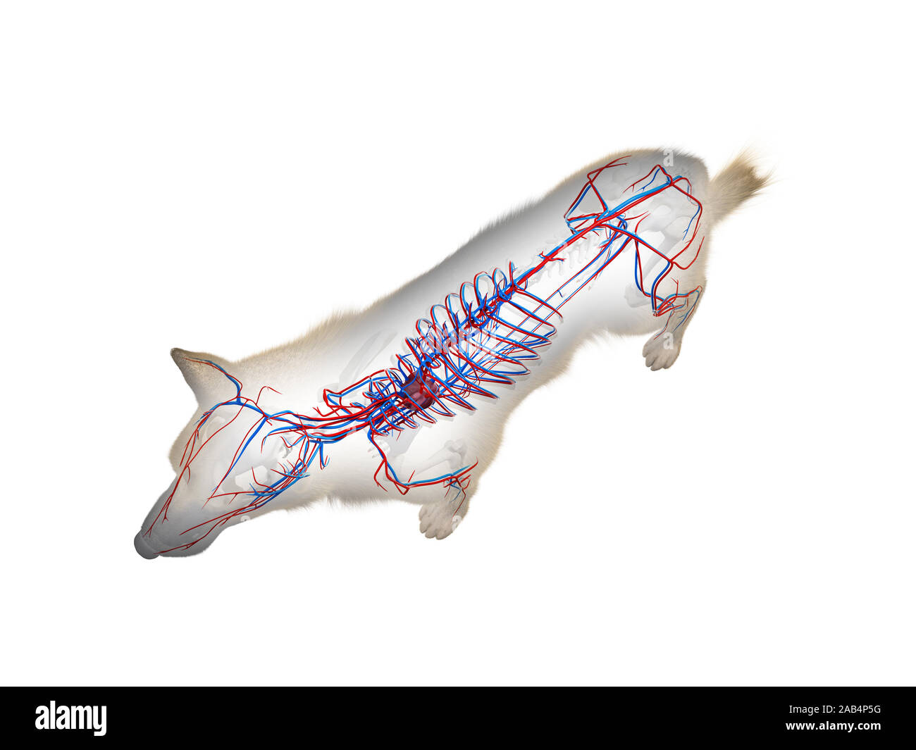 Vascular system dog hi-res stock photography and images - Alamy