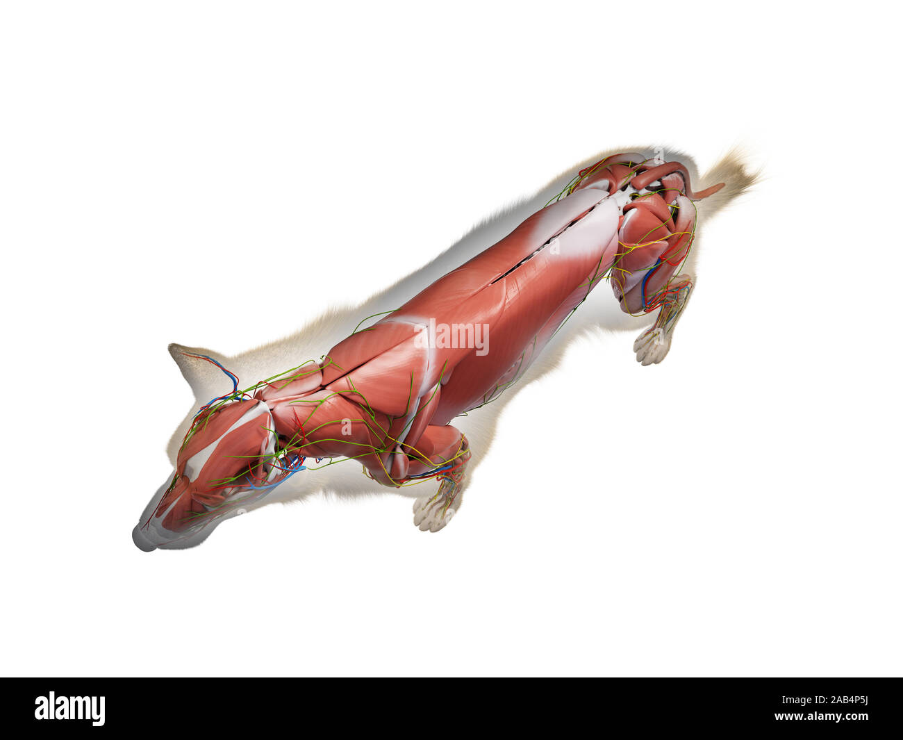 3d rendered anatomy illustration of the canine anatomy Stock Photo - Alamy