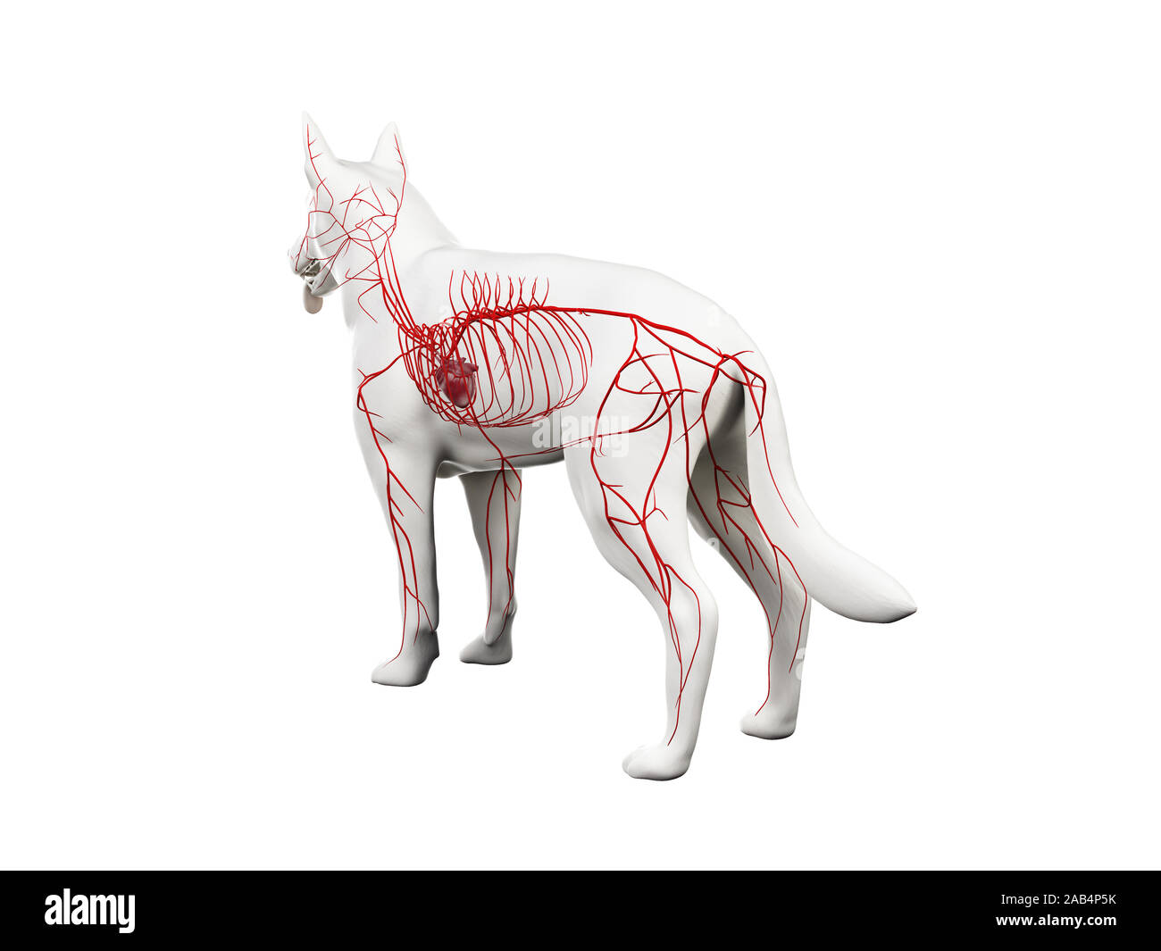 3d rendered anatomy illustration of the canine arteries Stock Photo - Alamy