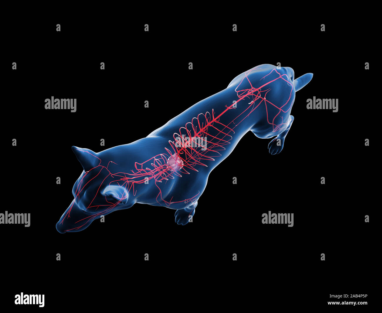 3d rendered anatomy illustration of the canine arteries Stock Photo - Alamy