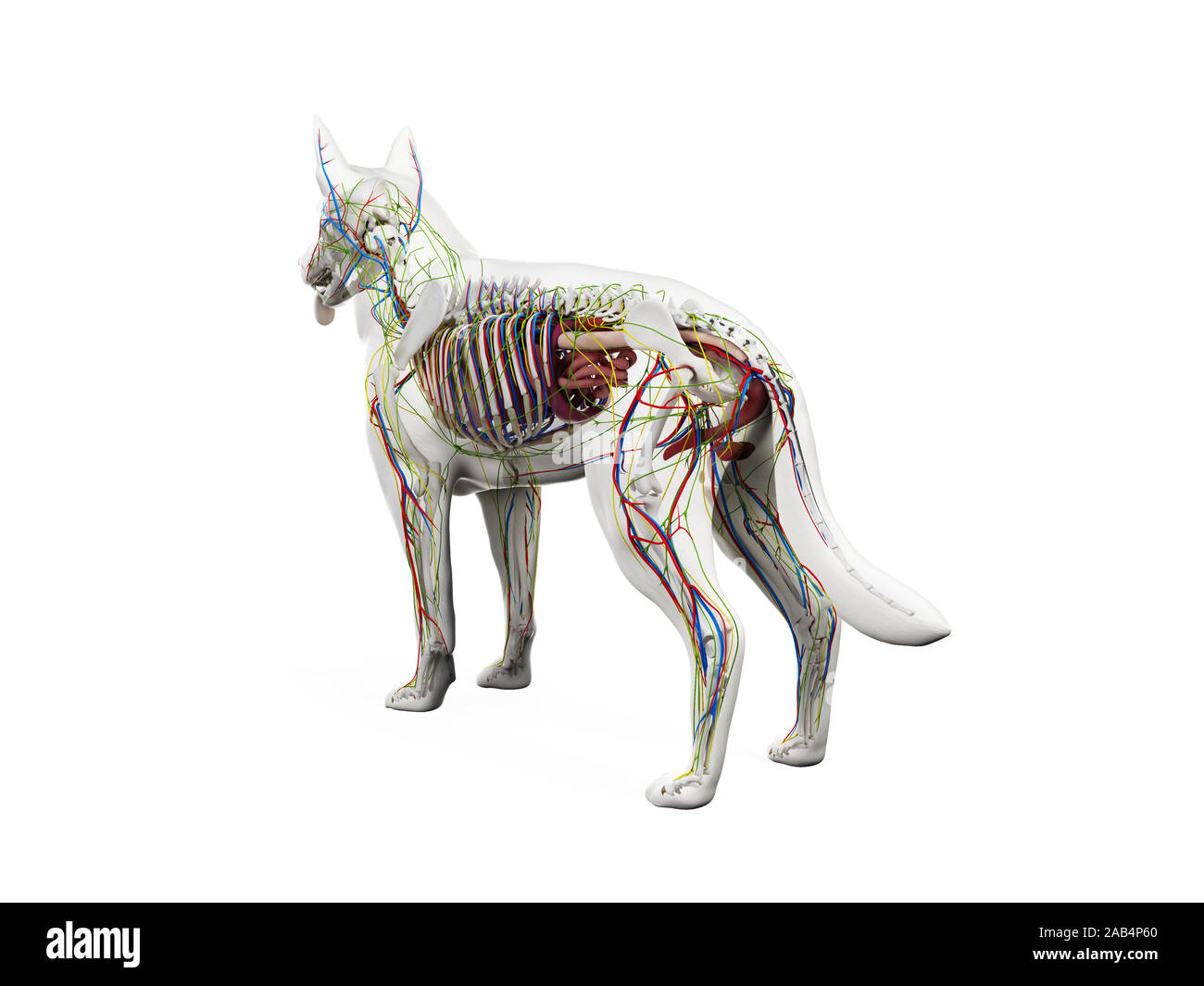 3d rendered anatomy illustration of the canine anatomy Stock Photo - Alamy