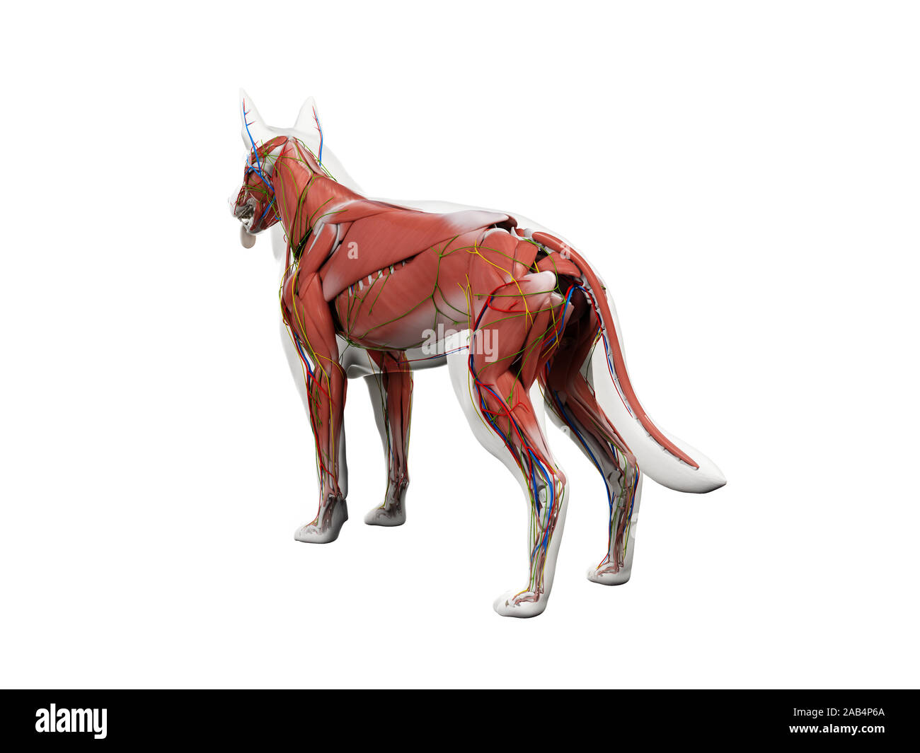 3d rendered anatomy illustration of the canine anatomy Stock Photo - Alamy