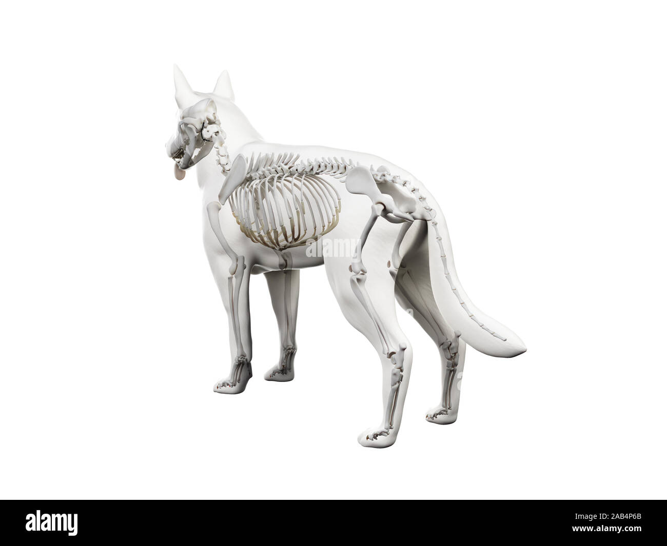 3d rendered anatomy illustration of the canine skeleton Stock Photo - Alamy
