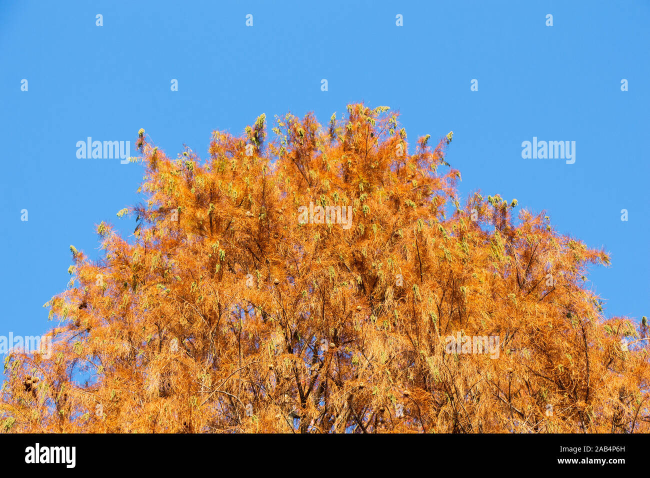 Top part of tree leaves with branches with sky view Stock Photo - Alamy