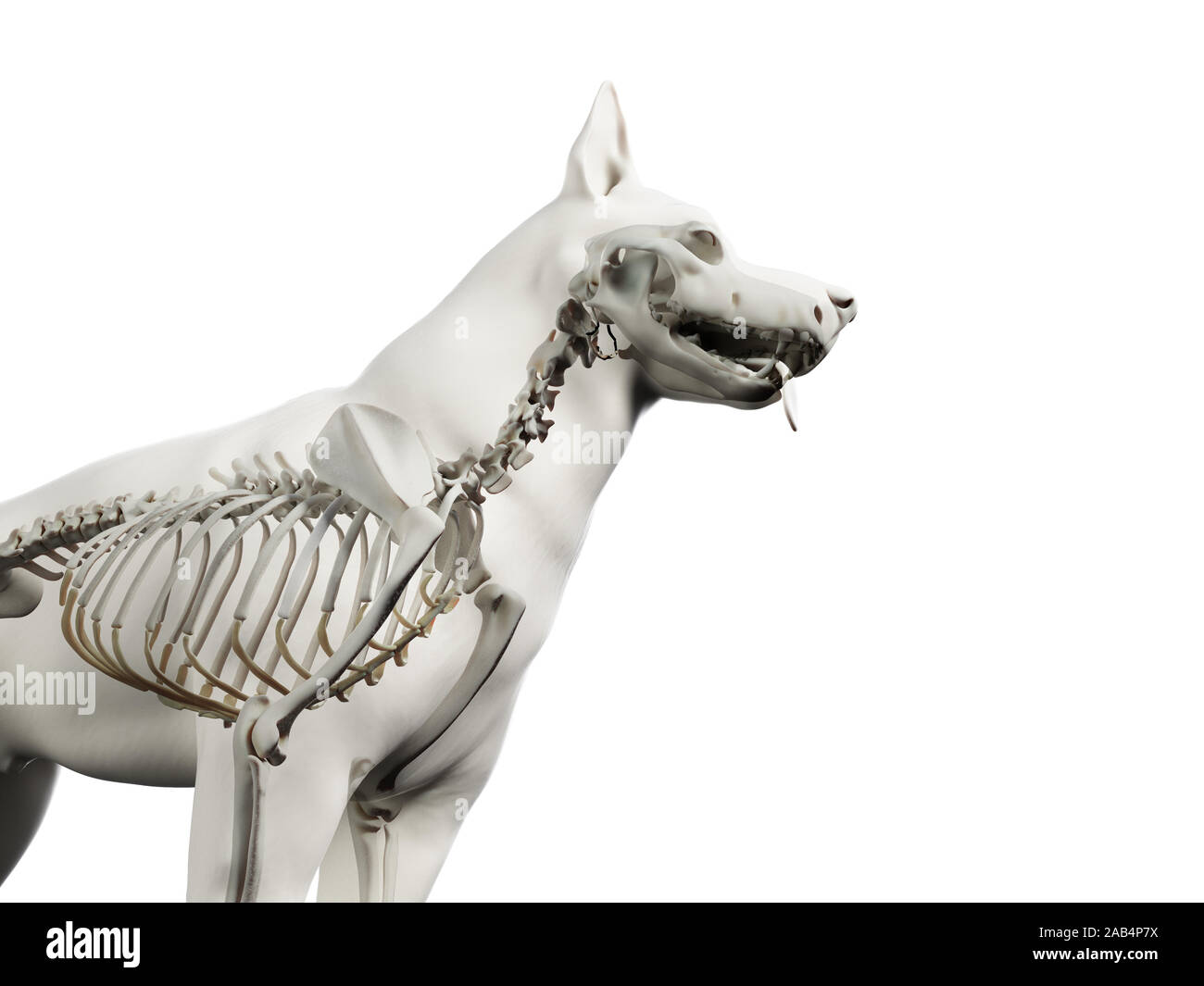 3d rendered anatomy illustration of the canine skeleton Stock Photo - Alamy