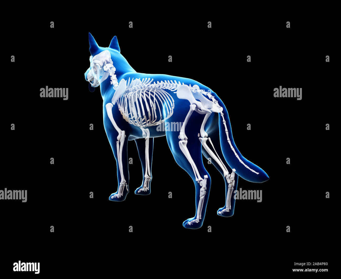3d rendered anatomy illustration of the canine skeleton Stock Photo - Alamy