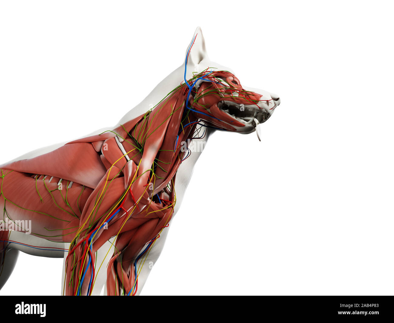 3d rendered anatomy illustration of the canine anatomy Stock Photo - Alamy