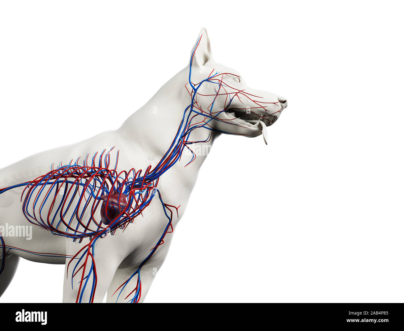 3d rendered anatomy illustration of the canine vascular system Stock ...