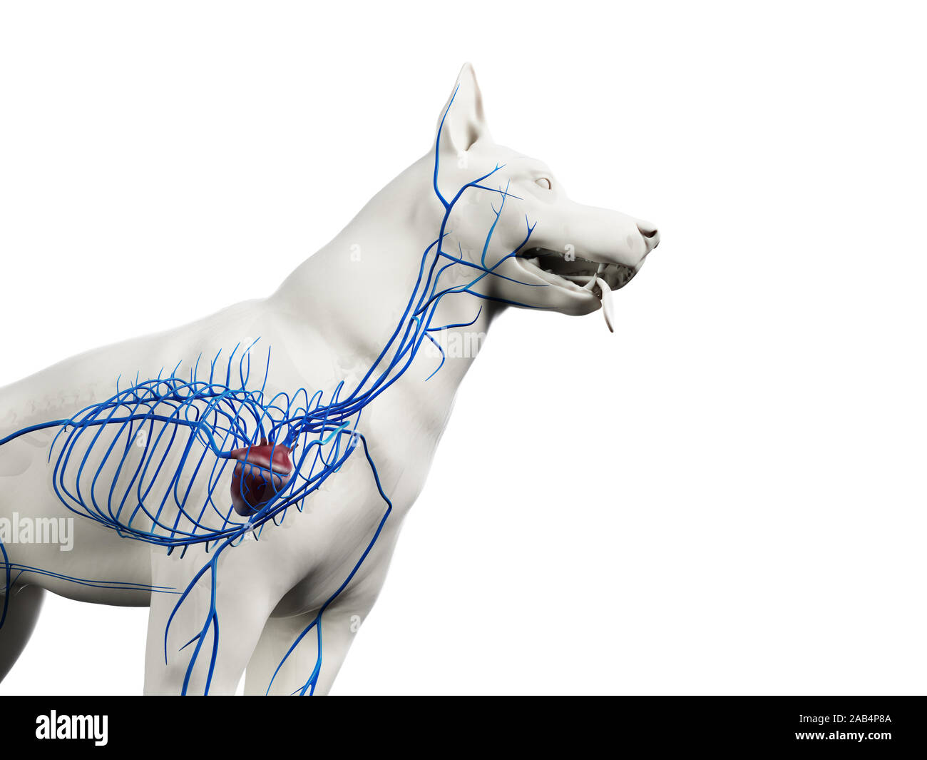 3d rendered anatomy illustration of the canine veins Stock Photo - Alamy