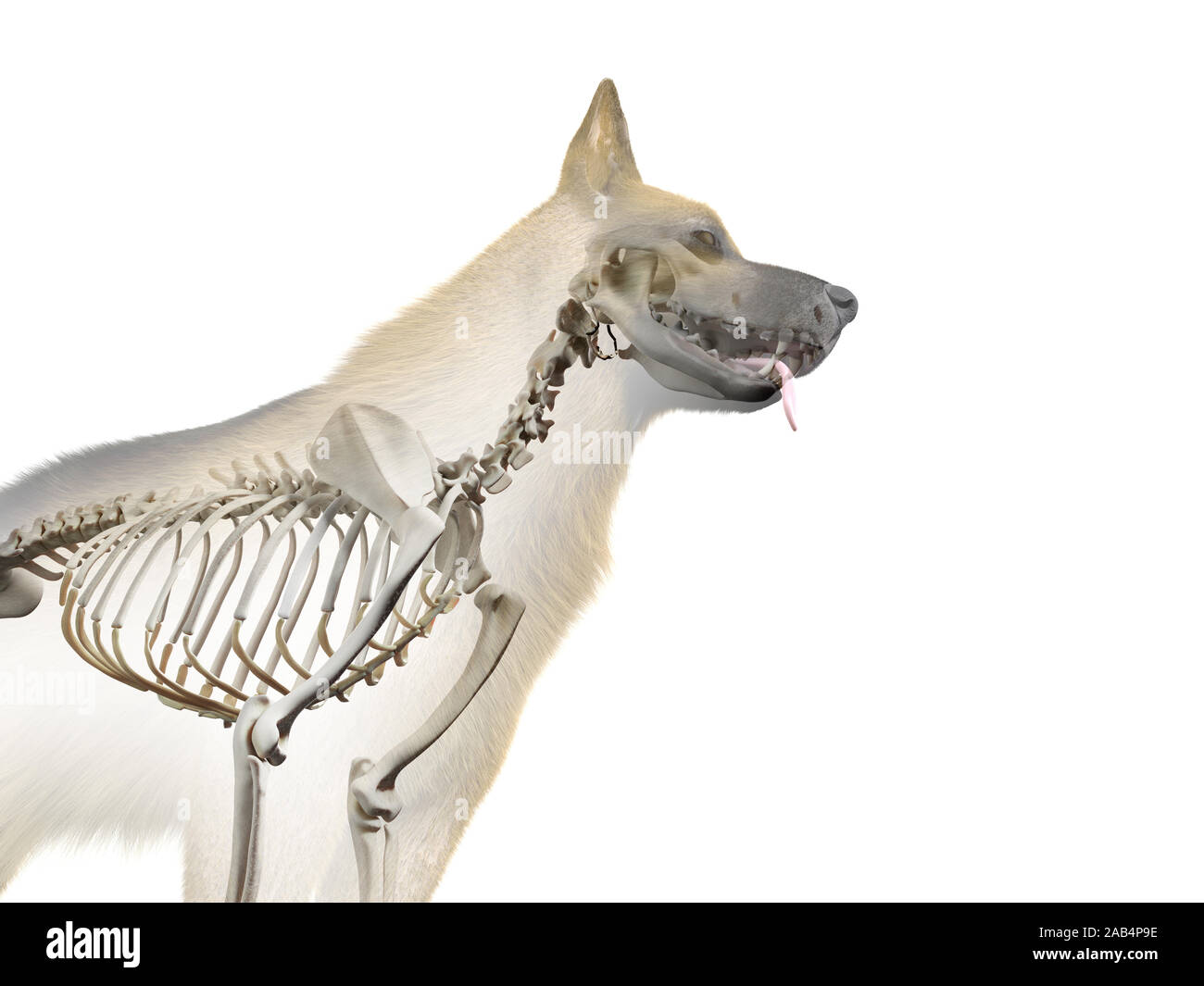 3d rendered anatomy illustration of the canine skeleton Stock Photo - Alamy