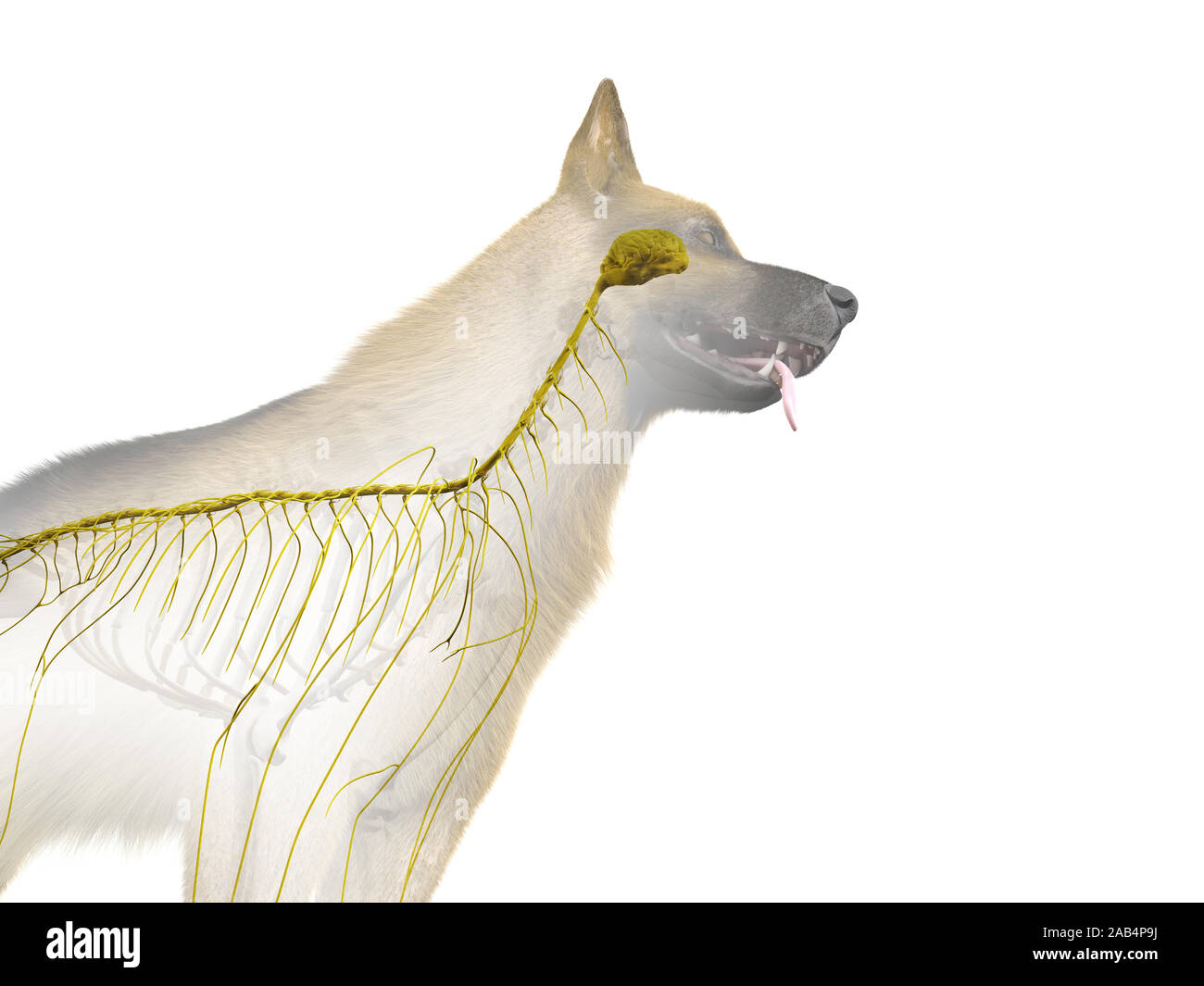 Dog brain anatomy veterinary hi-res stock photography and images - Alamy