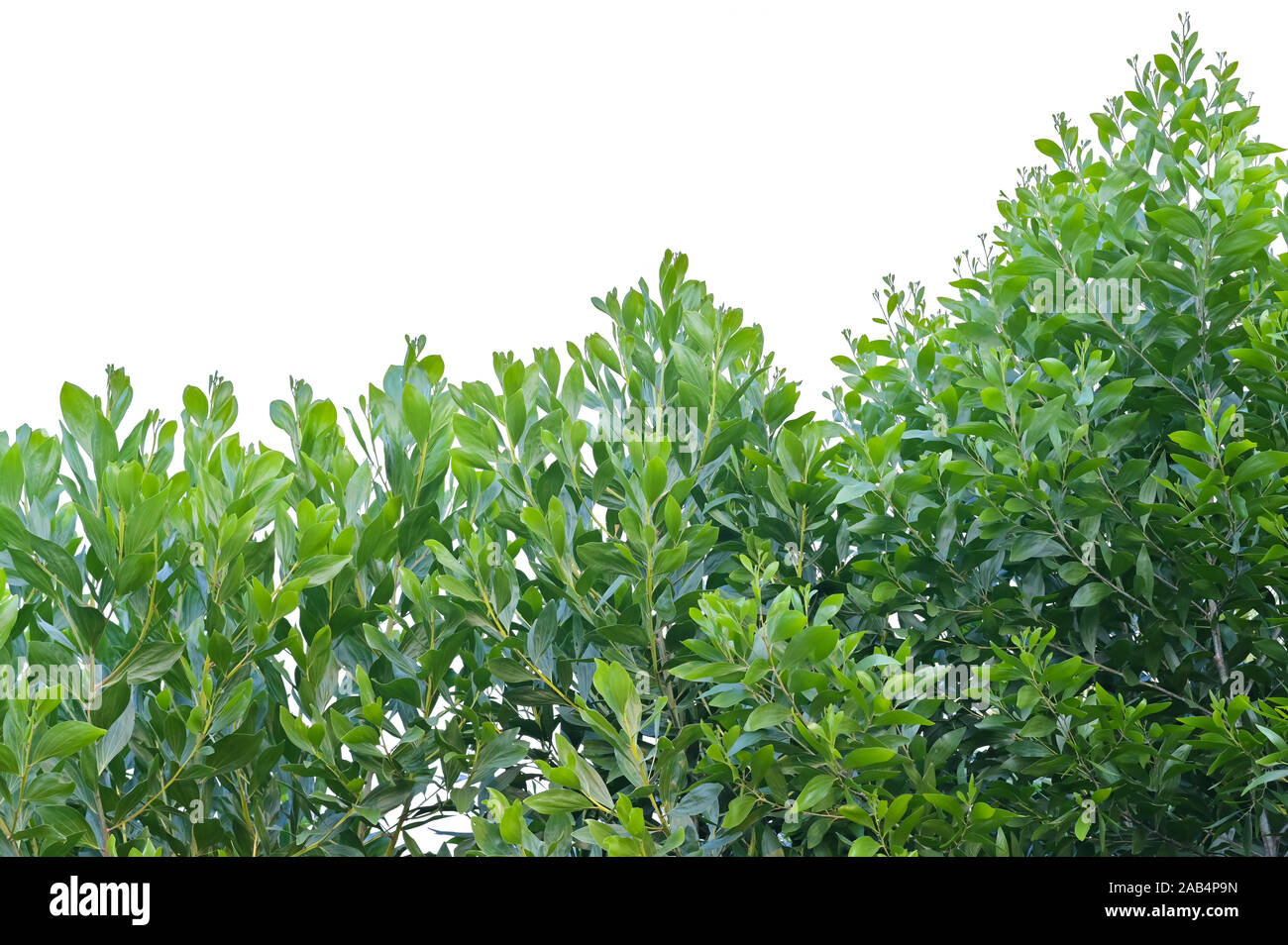 Green leaves tree top isolated on white background Stock Photo - Alamy