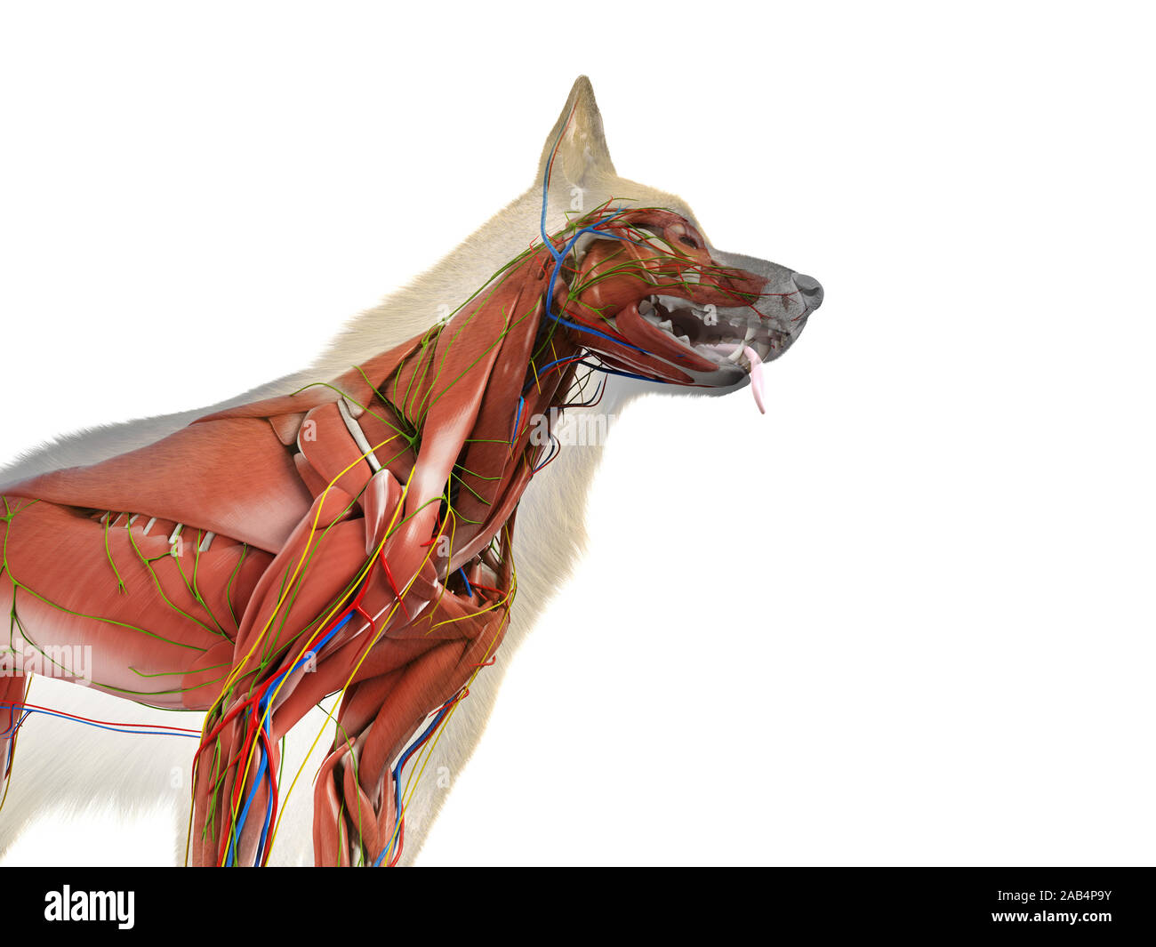 3d rendered anatomy illustration of the canine anatomy Stock Photo - Alamy