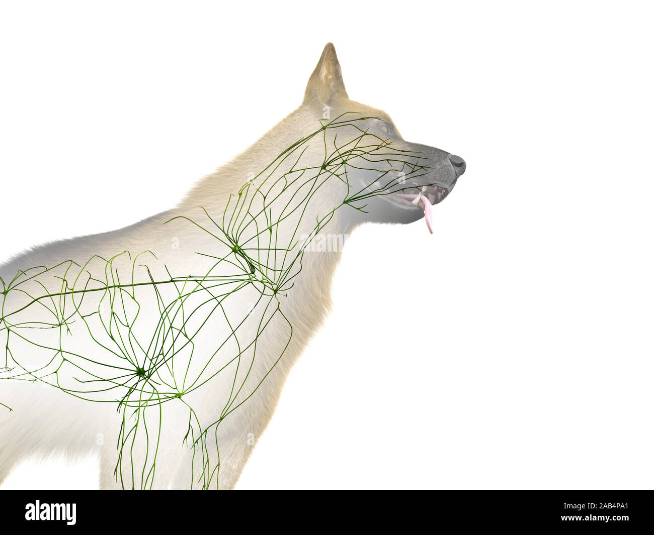 3d rendered anatomy illustration of the canine lymphatic system Stock ...