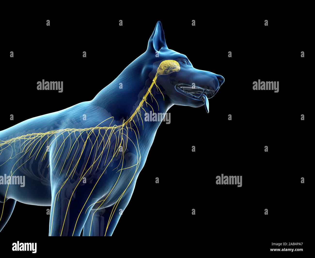 Dog Anatomy Nervous System