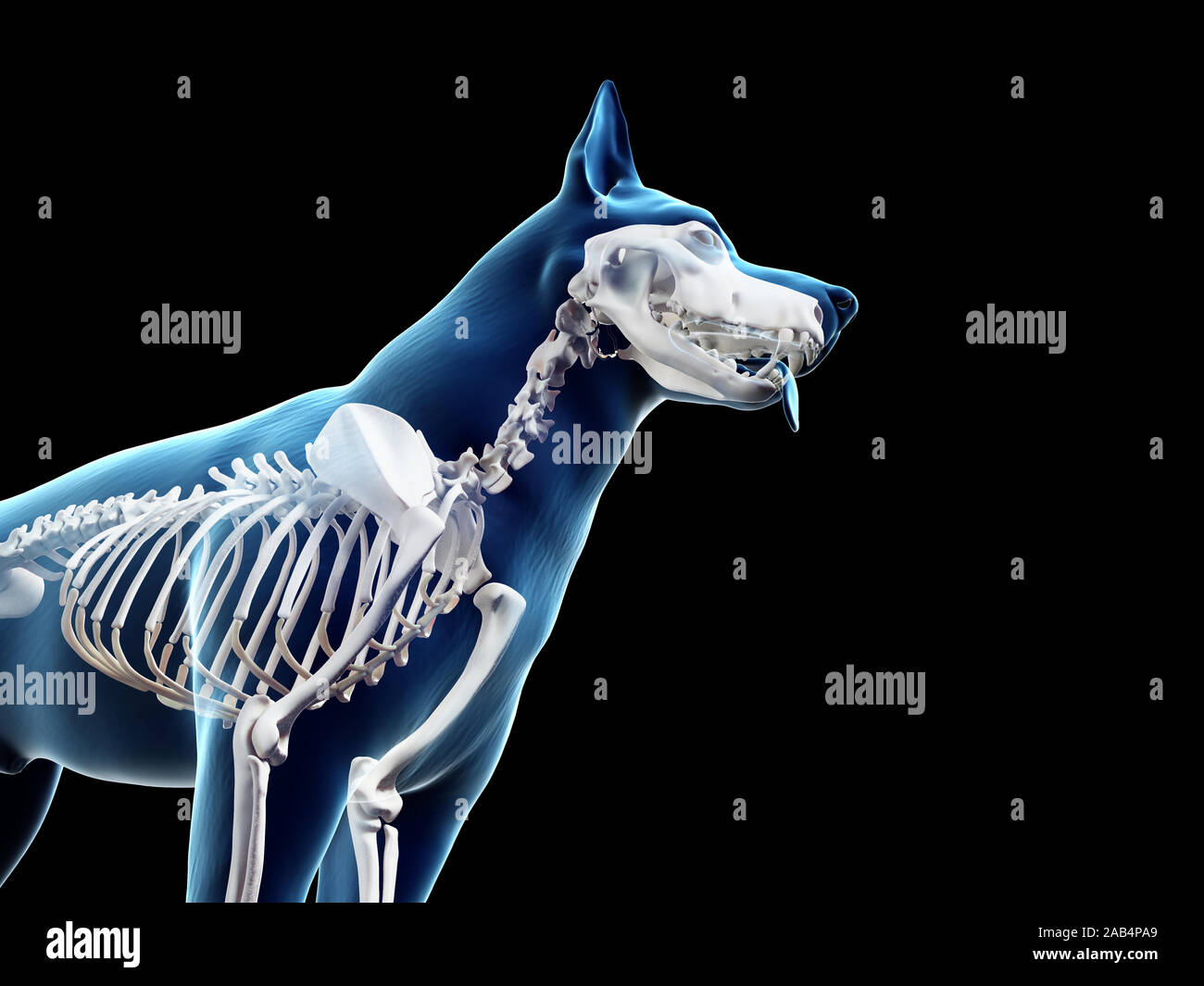 3d rendered anatomy illustration of the canine skeleton Stock Photo - Alamy