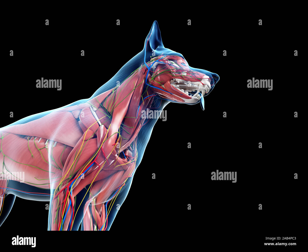 3d rendered anatomy illustration of the canine anatomy Stock Photo - Alamy
