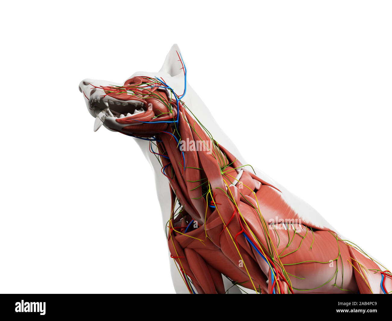 3d rendered anatomy illustration of the canine anatomy Stock Photo - Alamy