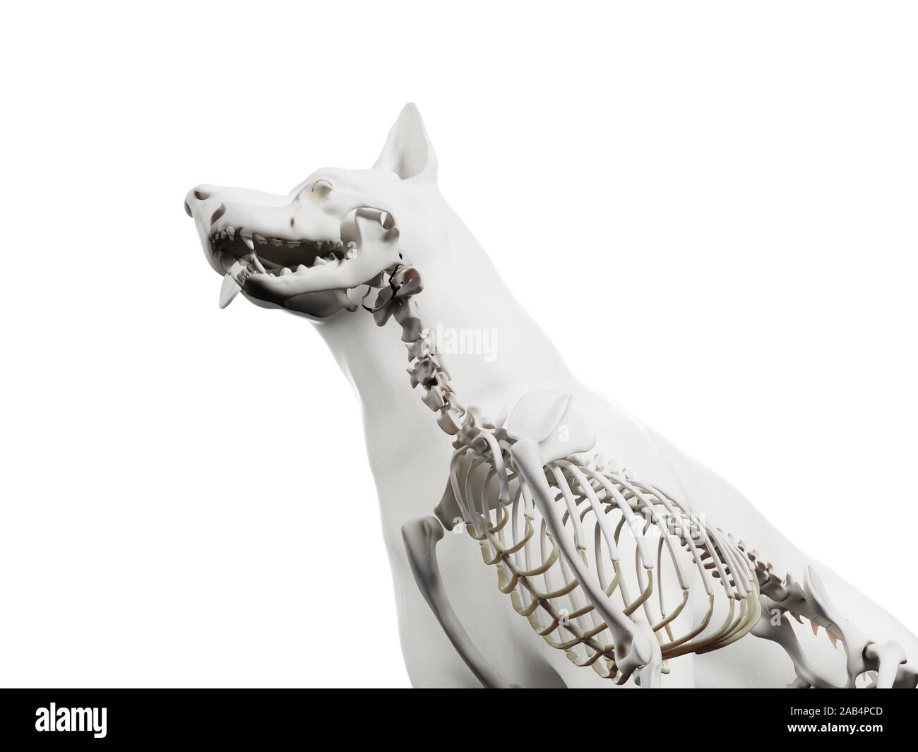 3d rendered anatomy illustration of the canine skeleton Stock Photo - Alamy