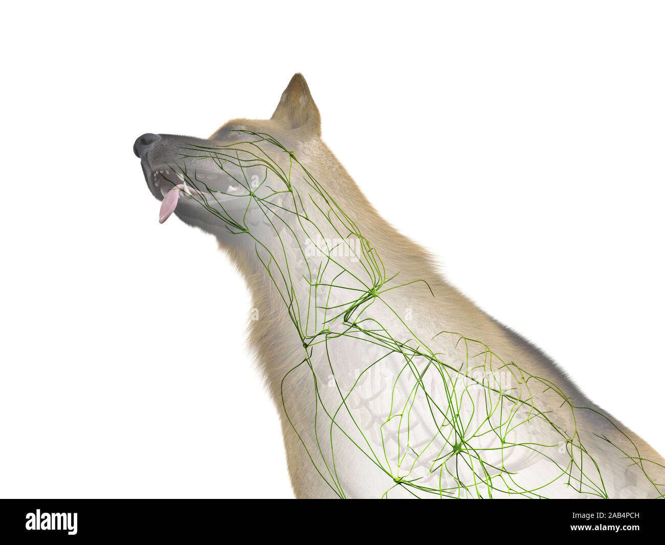 3d rendered anatomy illustration of the canine lymphatic system Stock ...