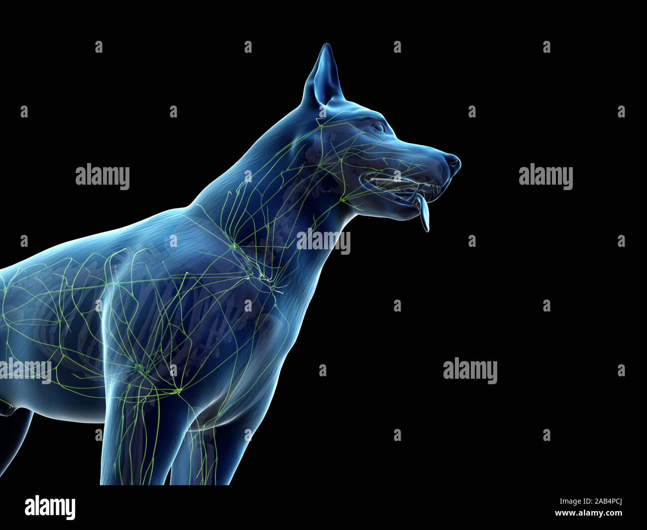 Dog lymphatic system hi-res stock photography and images - Alamy