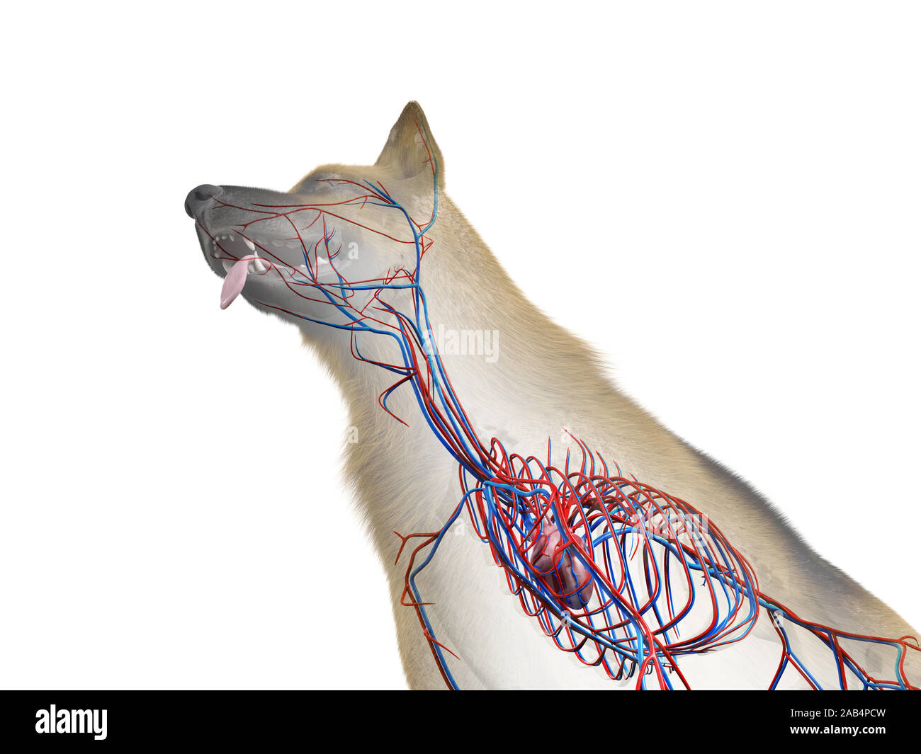 3d rendered anatomy illustration of the canine vascular system Stock ...