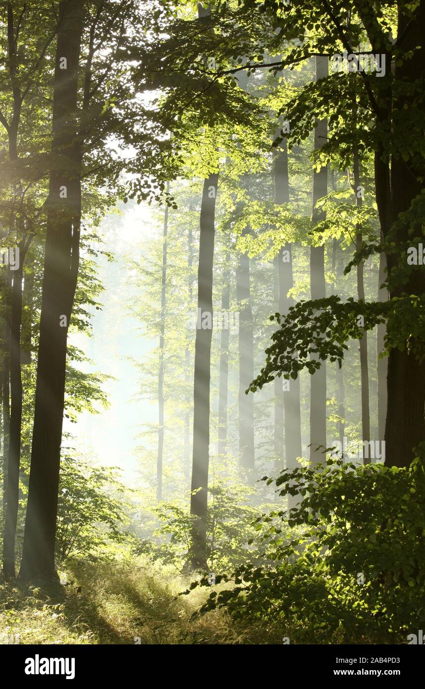 Sunlight enters the deciduous forest on a misty morning after the rain ...