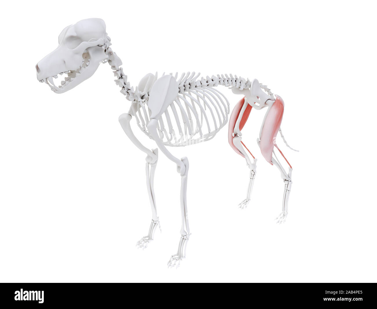3d rendered illustration of the dog muscle anatomy - biceps femoris ...