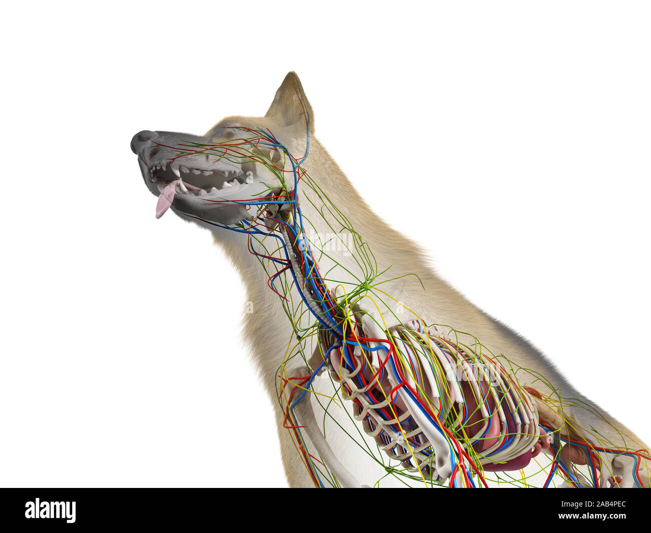 3d rendered anatomy illustration of the canine anatomy Stock Photo - Alamy