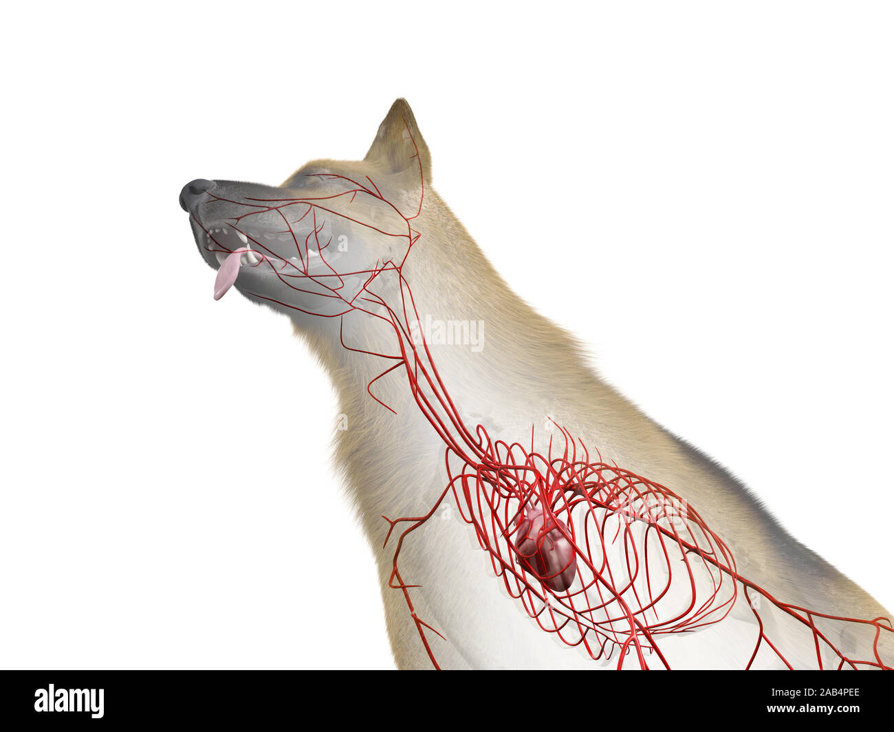3d rendered anatomy illustration of the canine arteries Stock Photo - Alamy