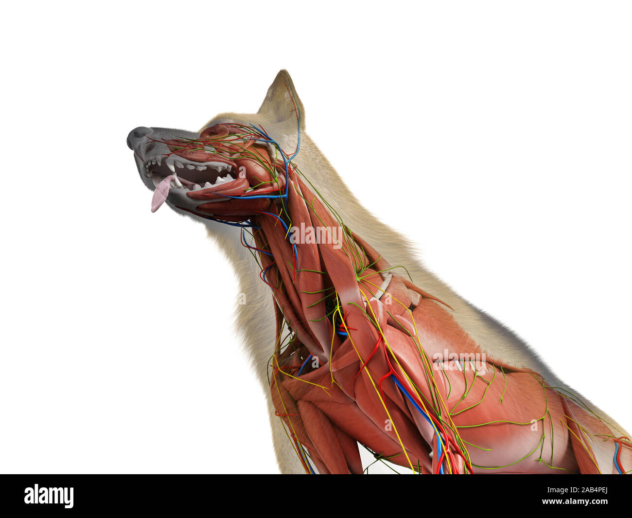 3d rendered anatomy illustration of the canine anatomy Stock Photo - Alamy