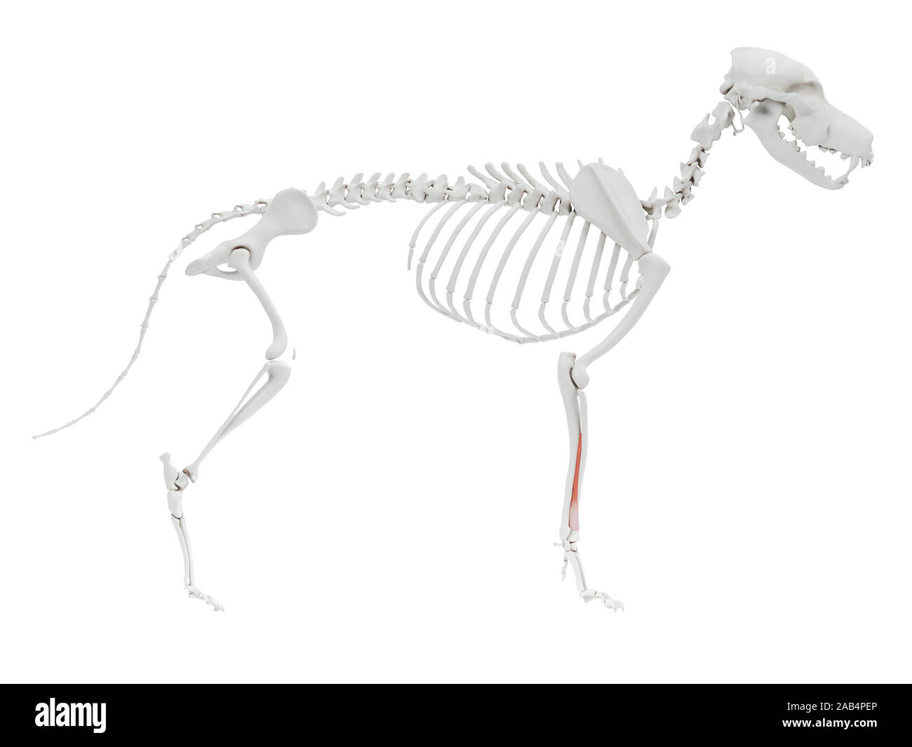 3d rendered illustration of the dog muscle anatomy - Abductor pollicis ...