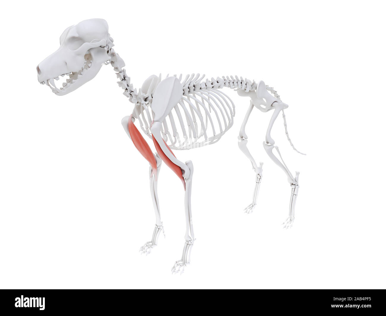 3d rendered illustration of the dog muscle anatomy - biceps Stock Photo ...