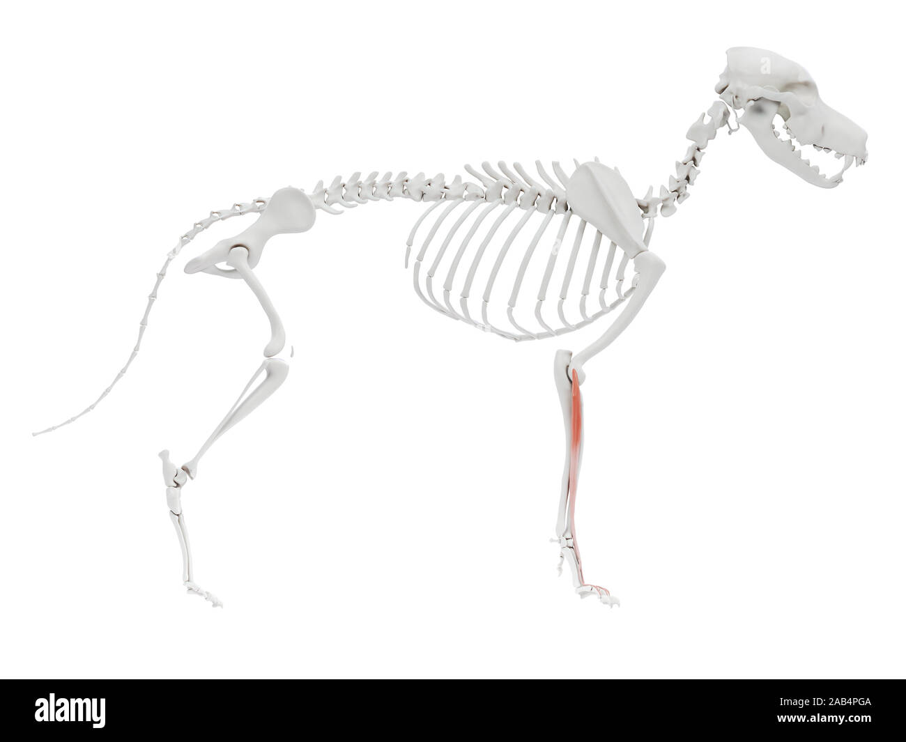 Extensor digitorum communis hi-res stock photography and images - Alamy